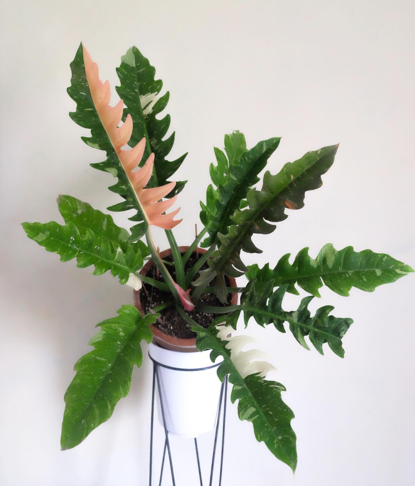 Philodendron Ring of Fire | PLNT